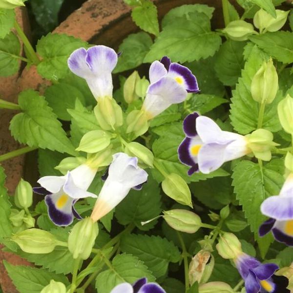 Torenia Fournieri | Wishbone flower | Bluewings - Green Catalog