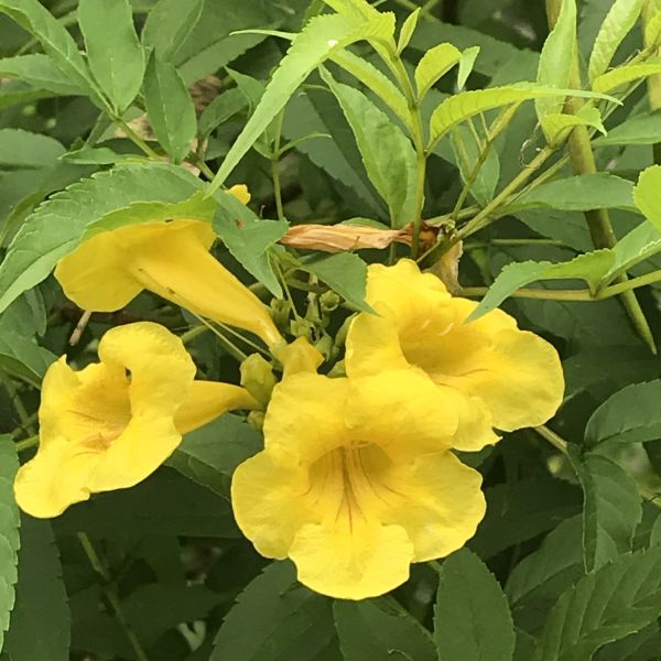 Tecoma Stans | Yellow trumpetbush | Yellow elder | Yellow bells - GCI