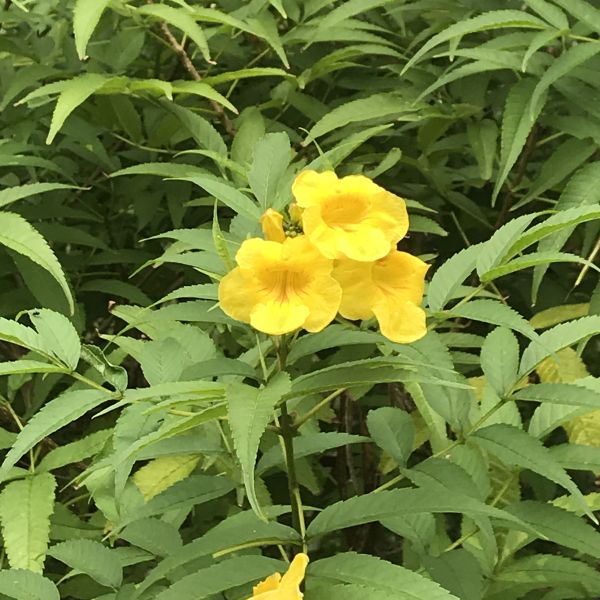 Tecoma Stans | Yellow trumpetbush | Yellow elder | Yellow bells - GCI