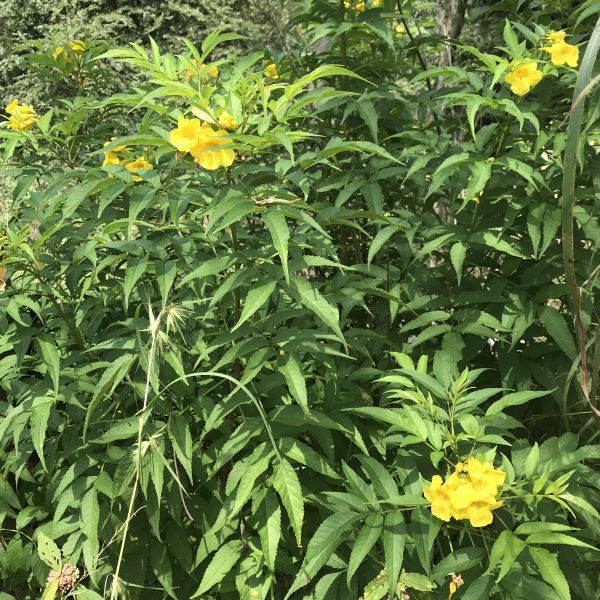 Tecoma Stans | Yellow trumpetbush | Yellow elder | Yellow bells - GCI
