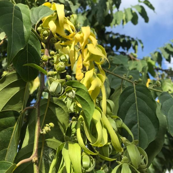 Cananga Odorata | Ylang-ylang | Perfume tree | Fragrant Cananga - GCI