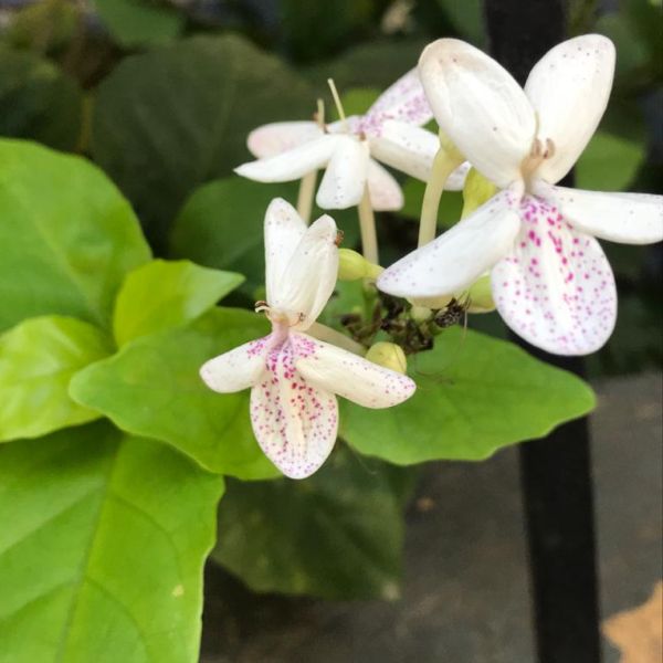 Pseuderanthemum | Eranthemum – Green Catalog