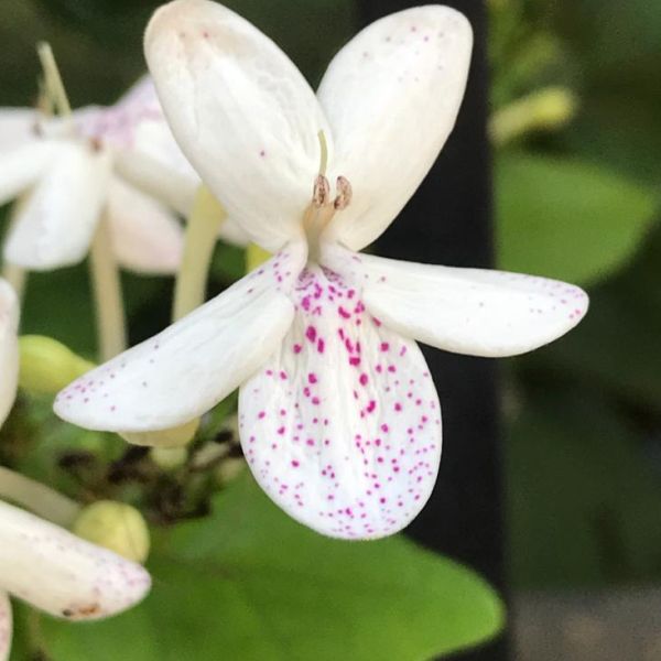 Pseuderanthemum | Eranthemum – Green Catalog