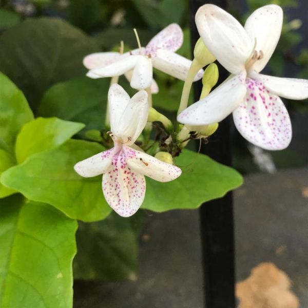 Pseuderanthemum | Eranthemum – Green Catalog