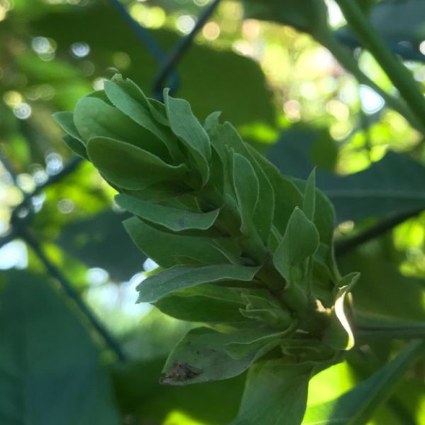 Justicia Adhatoda | Malabar nut | Aadalodakam - Green Catalog from GCI