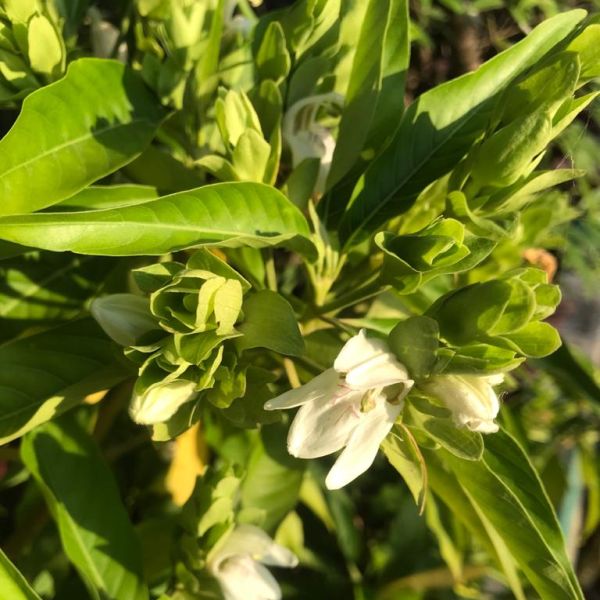 Justicia Adhatoda | Malabar nut | Aadalodakam - Green Catalog from GCI