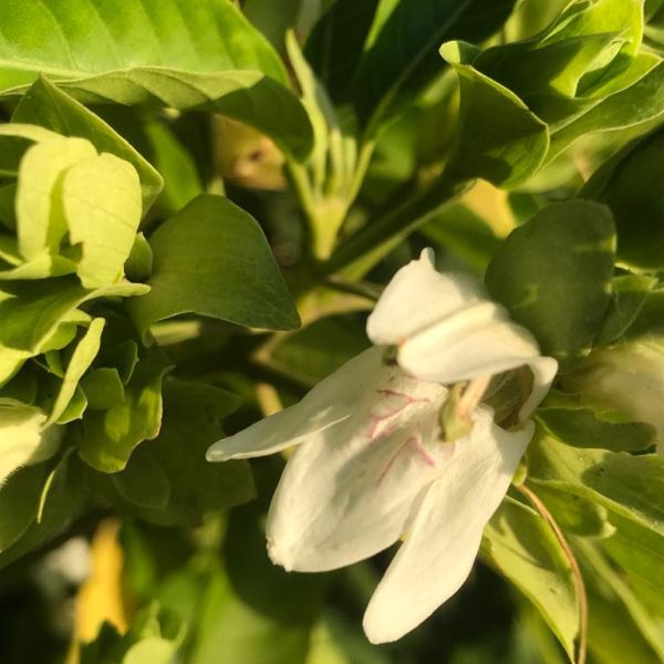 Justicia Adhatoda | Malabar nut | Aadalodakam - Green Catalog from GCI