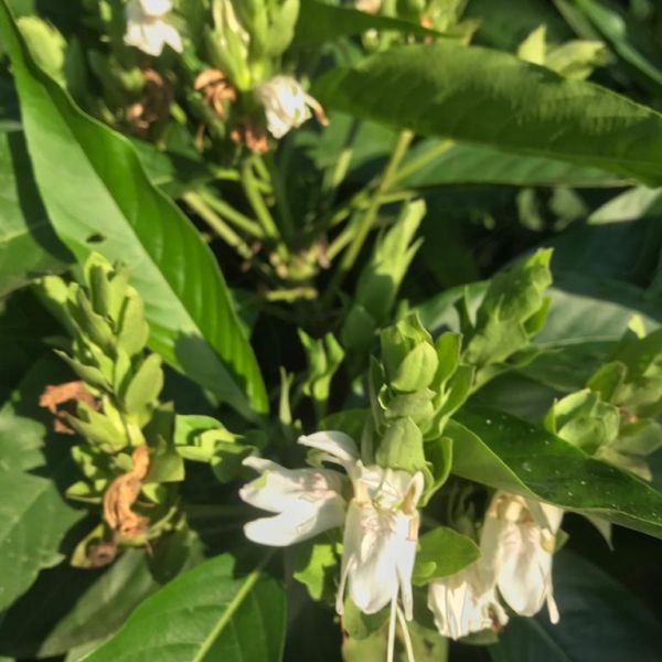 Justicia Adhatoda | Malabar nut | Aadalodakam - Green Catalog from GCI