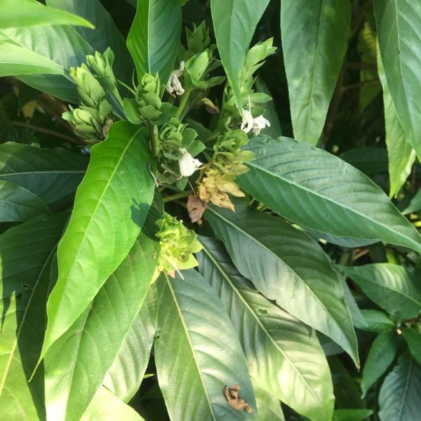 Justicia Adhatoda | Malabar nut | Aadalodakam - Green Catalog from GCI