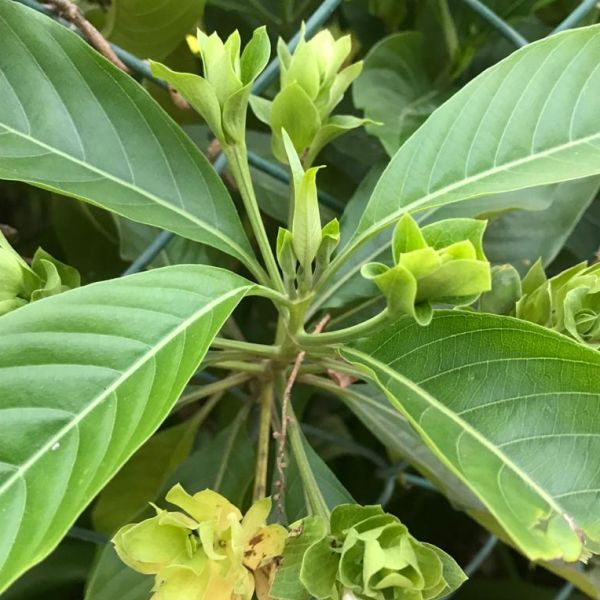 Justicia Adhatoda | Malabar nut | Aadalodakam - Green Catalog from GCI