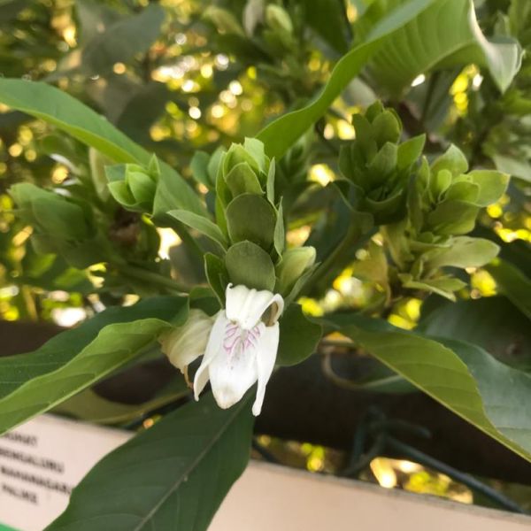 Justicia Adhatoda | Malabar nut | Aadalodakam - Green Catalog from GCI