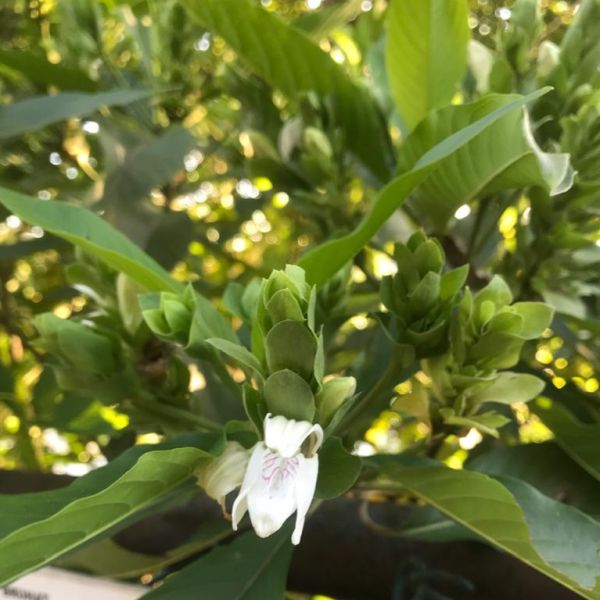 Justicia Adhatoda | Malabar nut | Aadalodakam - Green Catalog from GCI