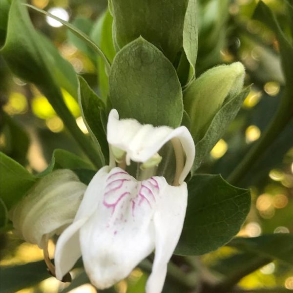 Justicia Adhatoda | Malabar nut | Aadalodakam - Green Catalog from GCI