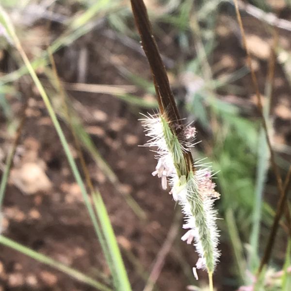 Heteropogon Contortus | Black speargrass | Tanglehead - Green Catalog
