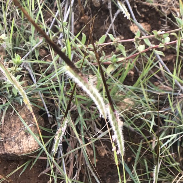 Heteropogon Contortus | Black speargrass | Tanglehead - Green Catalog
