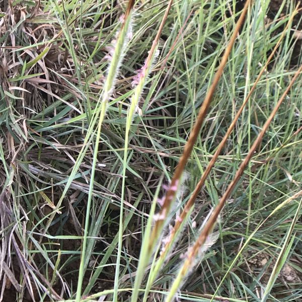 Heteropogon Contortus | Black speargrass | Tanglehead - Green Catalog