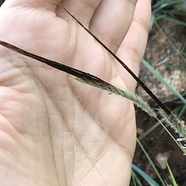 Heteropogon Contortus | Black speargrass | Tanglehead - Green Catalog