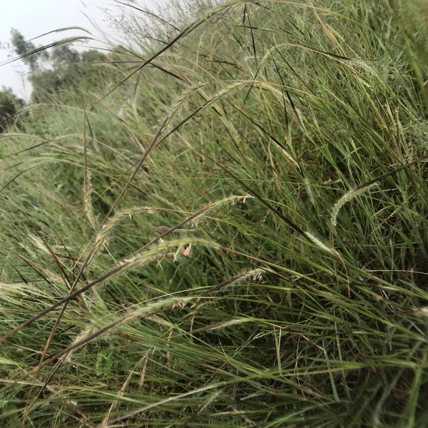 Heteropogon Contortus | Black speargrass | Tanglehead - Green Catalog