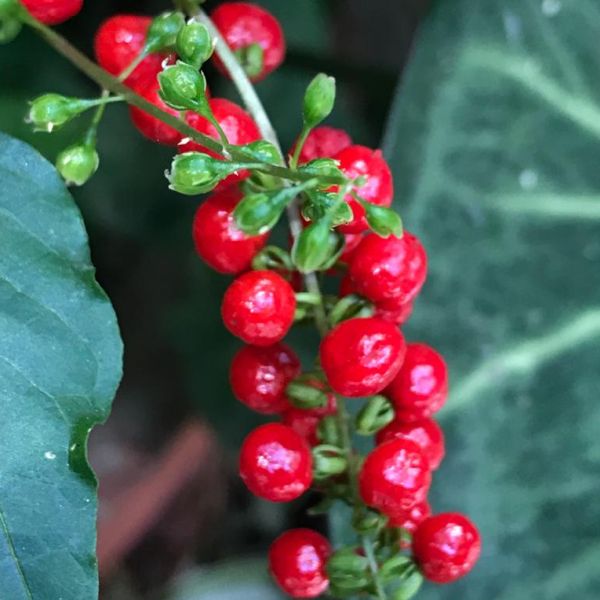 Rivina Humilis | Bloodberry | Pigeonberry | Rougeplant | Coralito - GCI