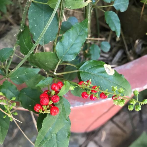 Rivina Humilis | Bloodberry | Pigeonberry | Rougeplant | Coralito - GCI