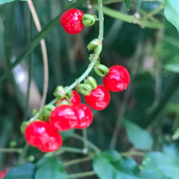 Rivina Humilis | Bloodberry | Pigeonberry | Rougeplant | Coralito - GCI