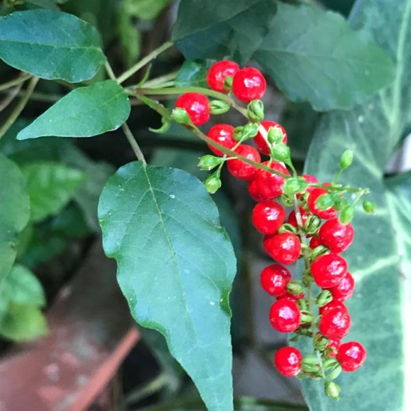 Rivina Humilis | Bloodberry | Pigeonberry | Rougeplant | Coralito - GCI