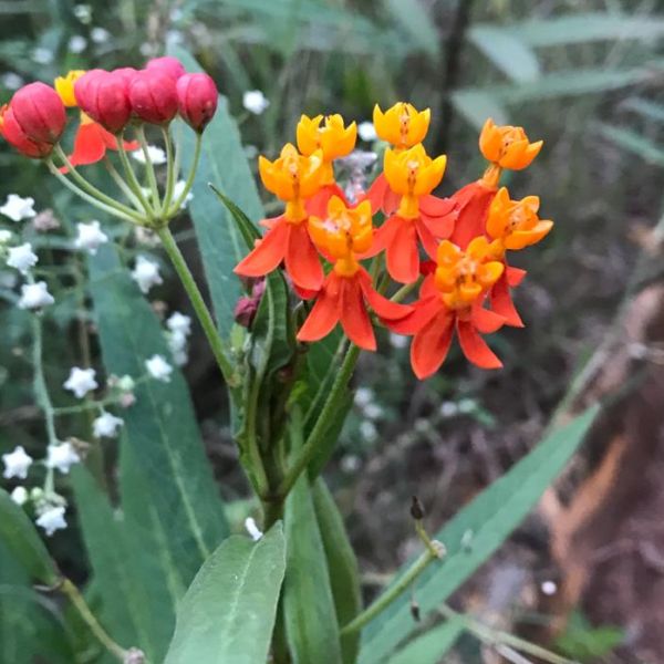 Asclepias Curassavica | Bloodflower | Tropical milkweed | Butterfly ...