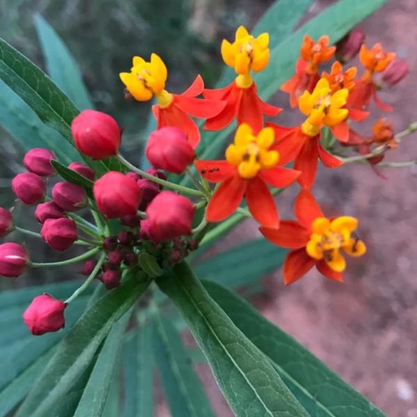 Asclepias Curassavica | Bloodflower | Tropical milkweed | Butterfly ...