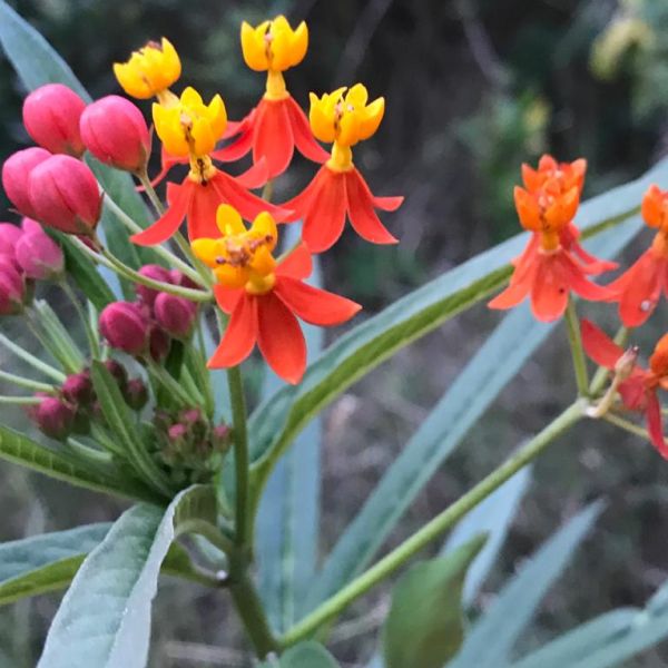 Asclepias Curassavica | Bloodflower | Tropical milkweed | Butterfly ...
