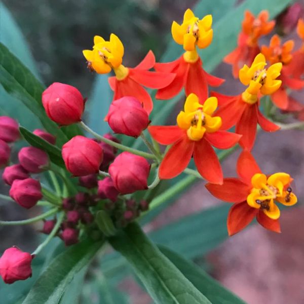 Asclepias Curassavica | Bloodflower | Tropical milkweed | Butterfly ...