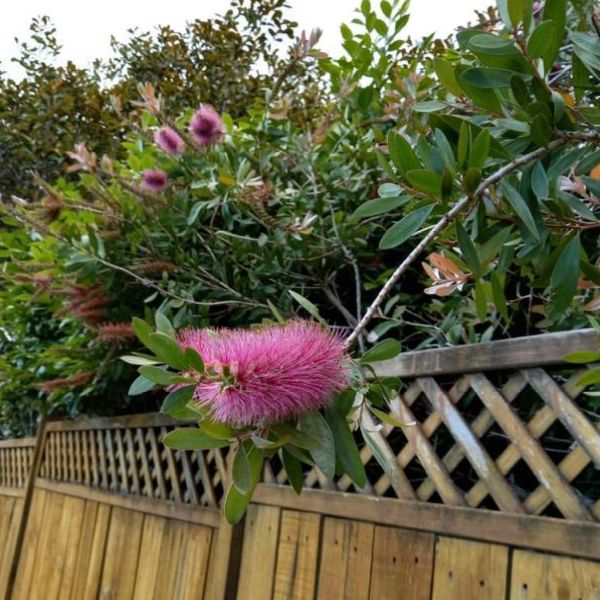 Callistemon Citrinus | Bottlebrush tree | Crimson bottlebrush | Common ...