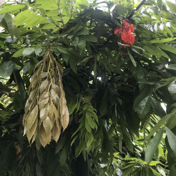 Brownea Grandiceps | Rose of Venezuela | Scarlet flame bean - GCI