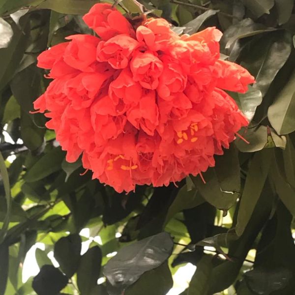 Brownea Grandiceps | Rose of Venezuela | Scarlet flame bean - GCI