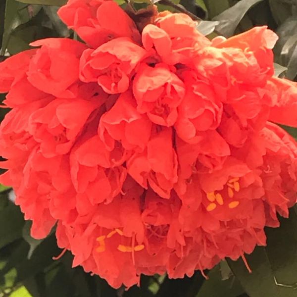 Brownea Grandiceps | Rose of Venezuela | Scarlet flame bean - GCI