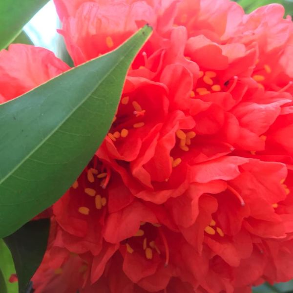 Brownea Grandiceps | Rose of Venezuela | Scarlet flame bean - GCI