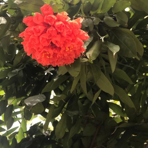 Brownea Grandiceps | Rose of Venezuela | Scarlet flame bean - GCI