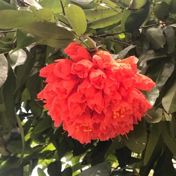 Brownea Grandiceps | Rose of Venezuela | Scarlet flame bean - GCI