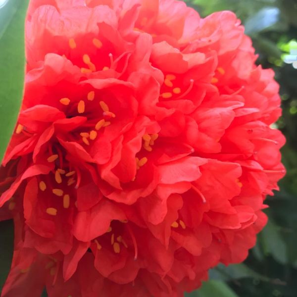 Brownea Grandiceps | Rose of Venezuela | Scarlet flame bean - GCI