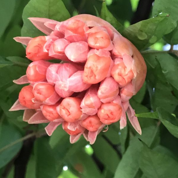 Brownea Grandiceps | Rose of Venezuela | Scarlet flame bean - GCI