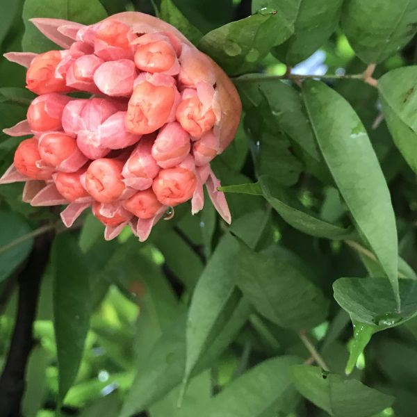 Brownea Grandiceps | Rose of Venezuela | Scarlet flame bean - GCI