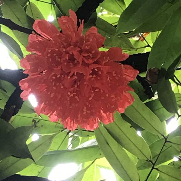 Brownea Grandiceps | Rose of Venezuela | Scarlet flame bean - GCI