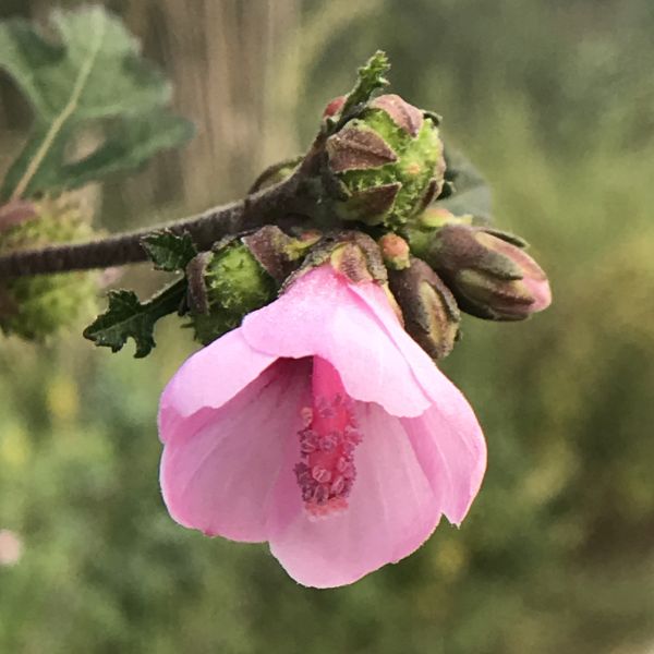 Urena Lobata | Caesar weed | Congo jute - Green Cover Initiative