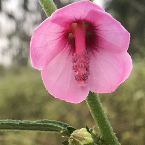 Urena Lobata | Caesar weed | Congo jute - Green Cover Initiative
