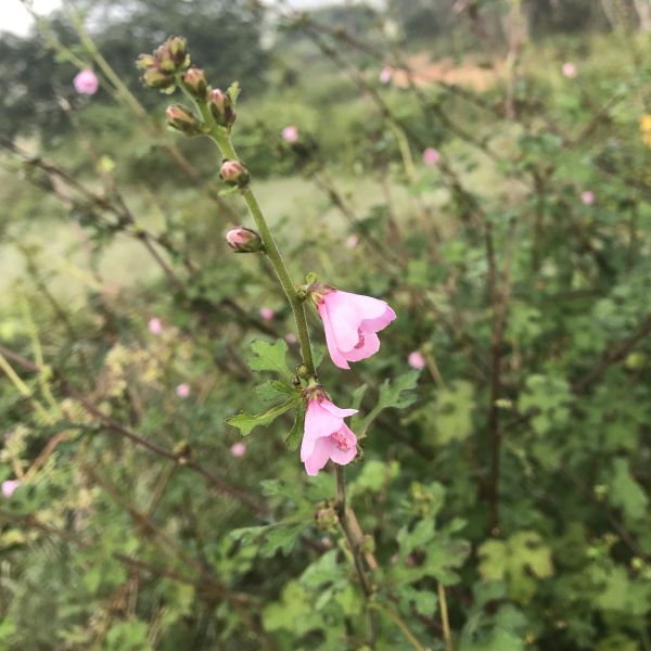 Urena Lobata | Caesar weed | Congo jute - Green Cover Initiative