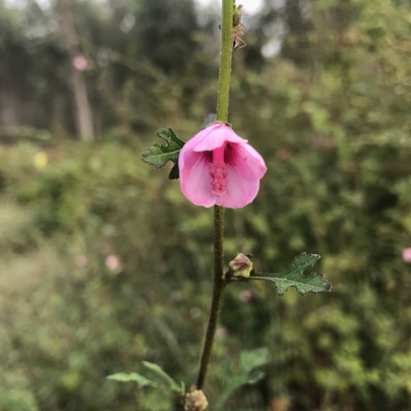Urena Lobata | Caesar weed | Congo jute - Green Cover Initiative