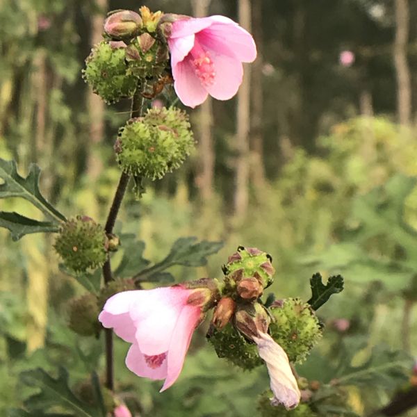 Urena Lobata | Caesar weed | Congo jute - Green Cover Initiative