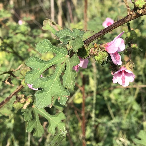 Urena Lobata | Caesar weed | Congo jute - Green Cover Initiative