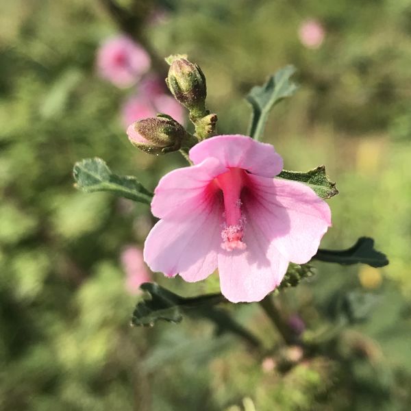 Urena Lobata | Caesar weed | Congo jute - Green Cover Initiative