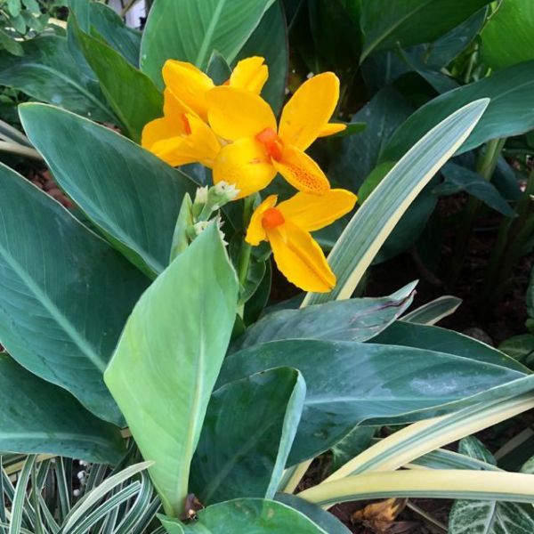 Canna Indica | Canna | Indian shot – Green catalog