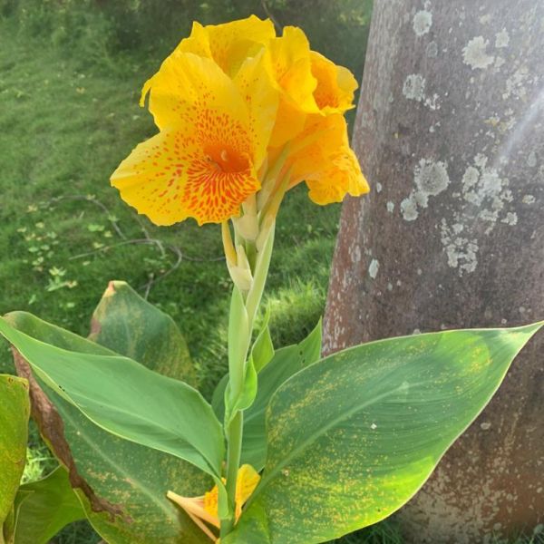 Canna Indica | Canna | Indian shot – Green catalog